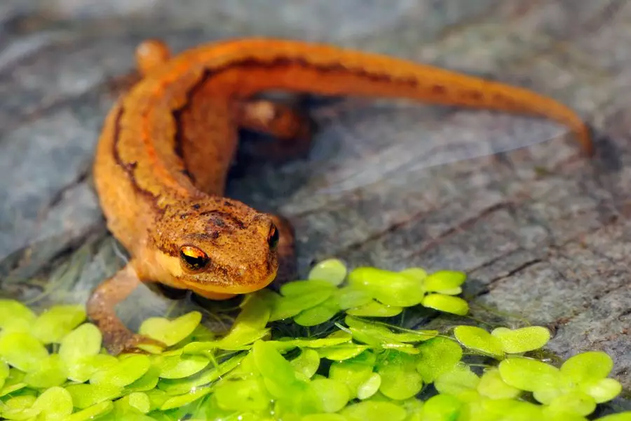 Glata salamandro (Lissotriton vulgaris) sur roko.