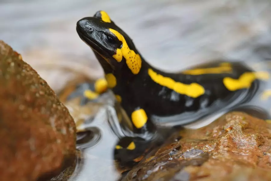 Salamandra de fuego (Salamandra salamandra) vadeando en un estanque.