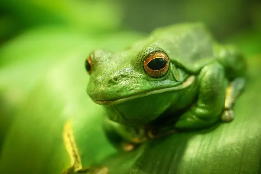 Zelena žaba (Litoria caerulea) na listu.