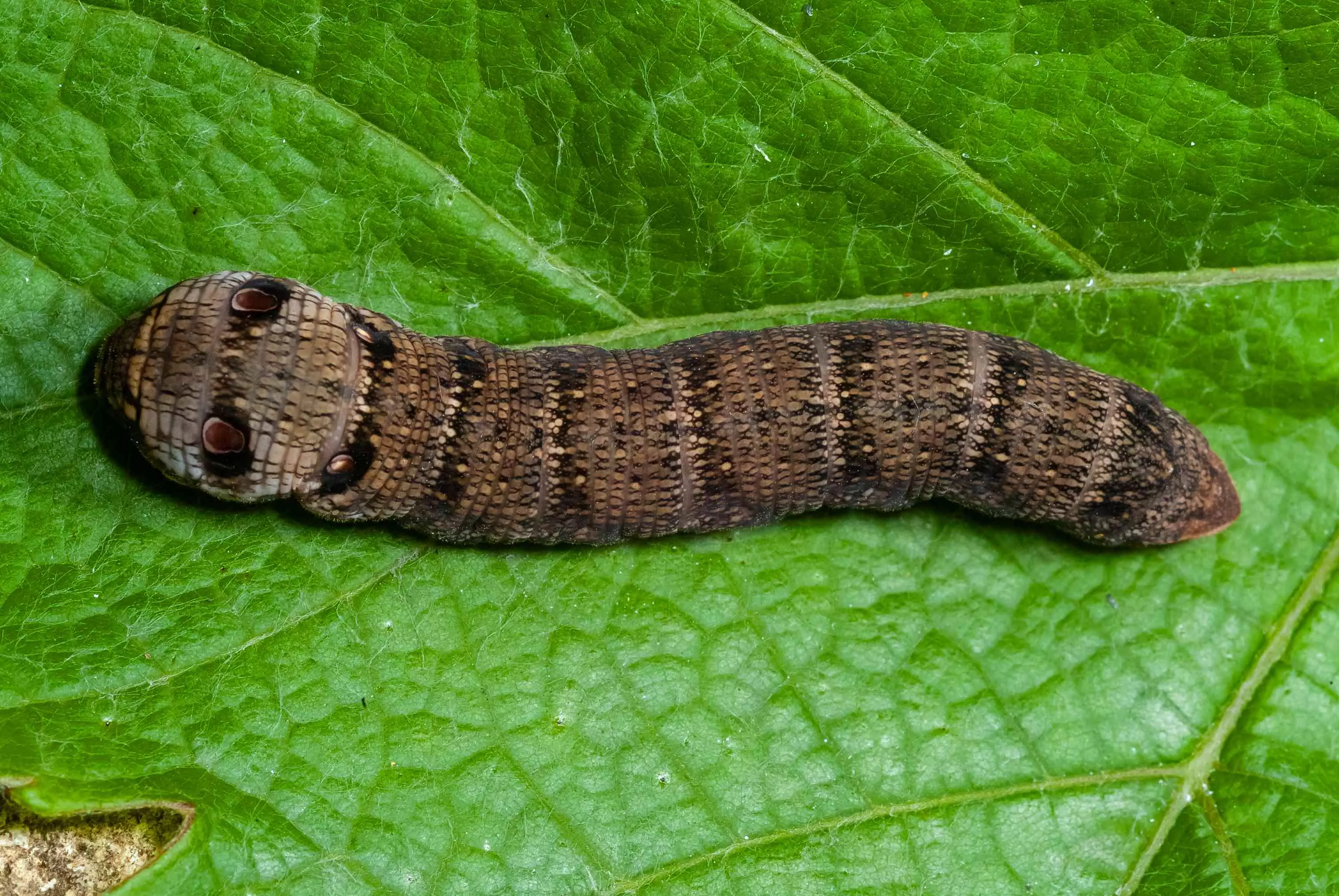 Erin obo moth caterpillar