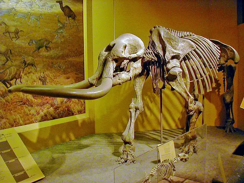 stegomastodon