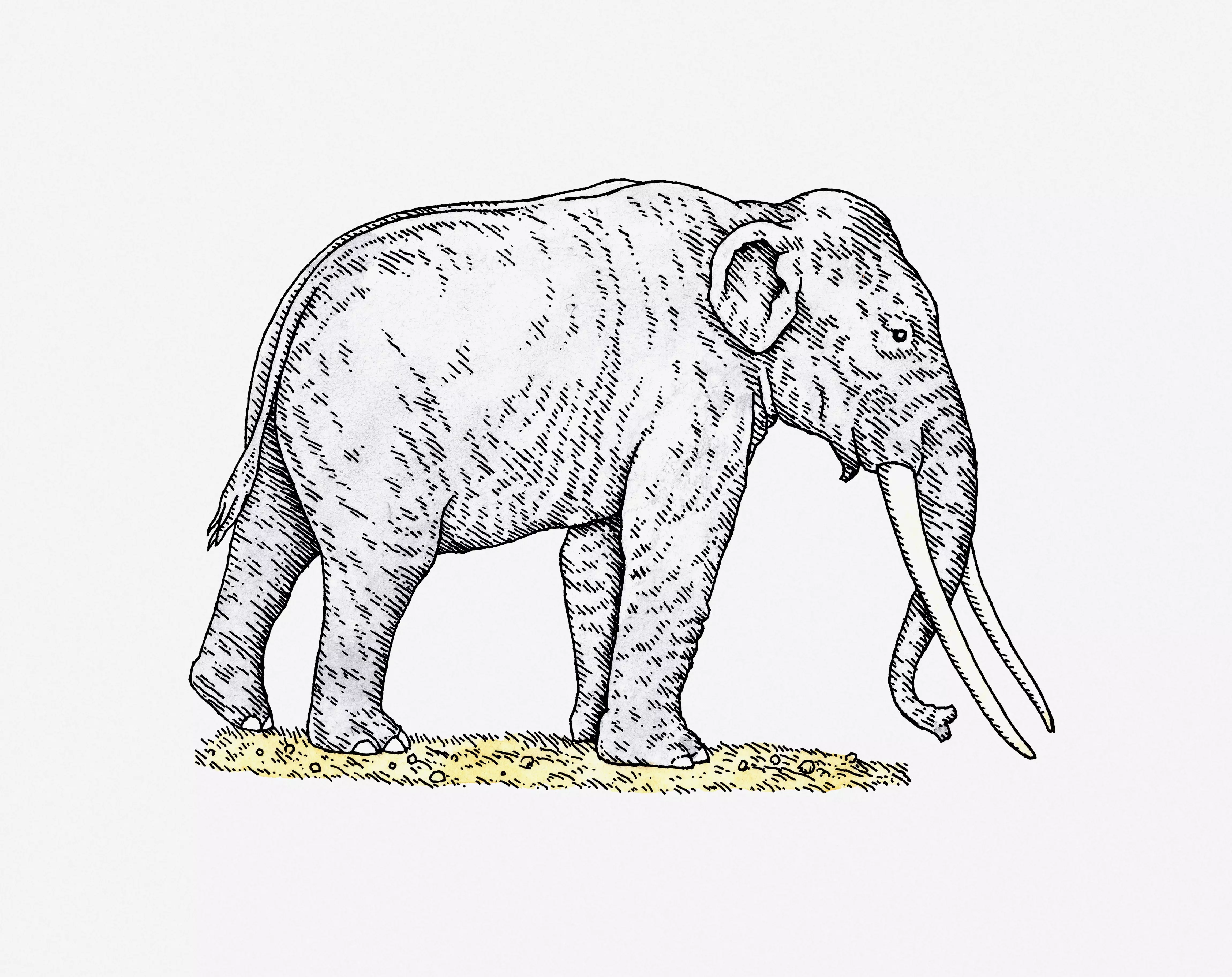 Il·lustració de l'elefant de coll recte (Palaeoloxodon antiquus) de l'època del Plistocè