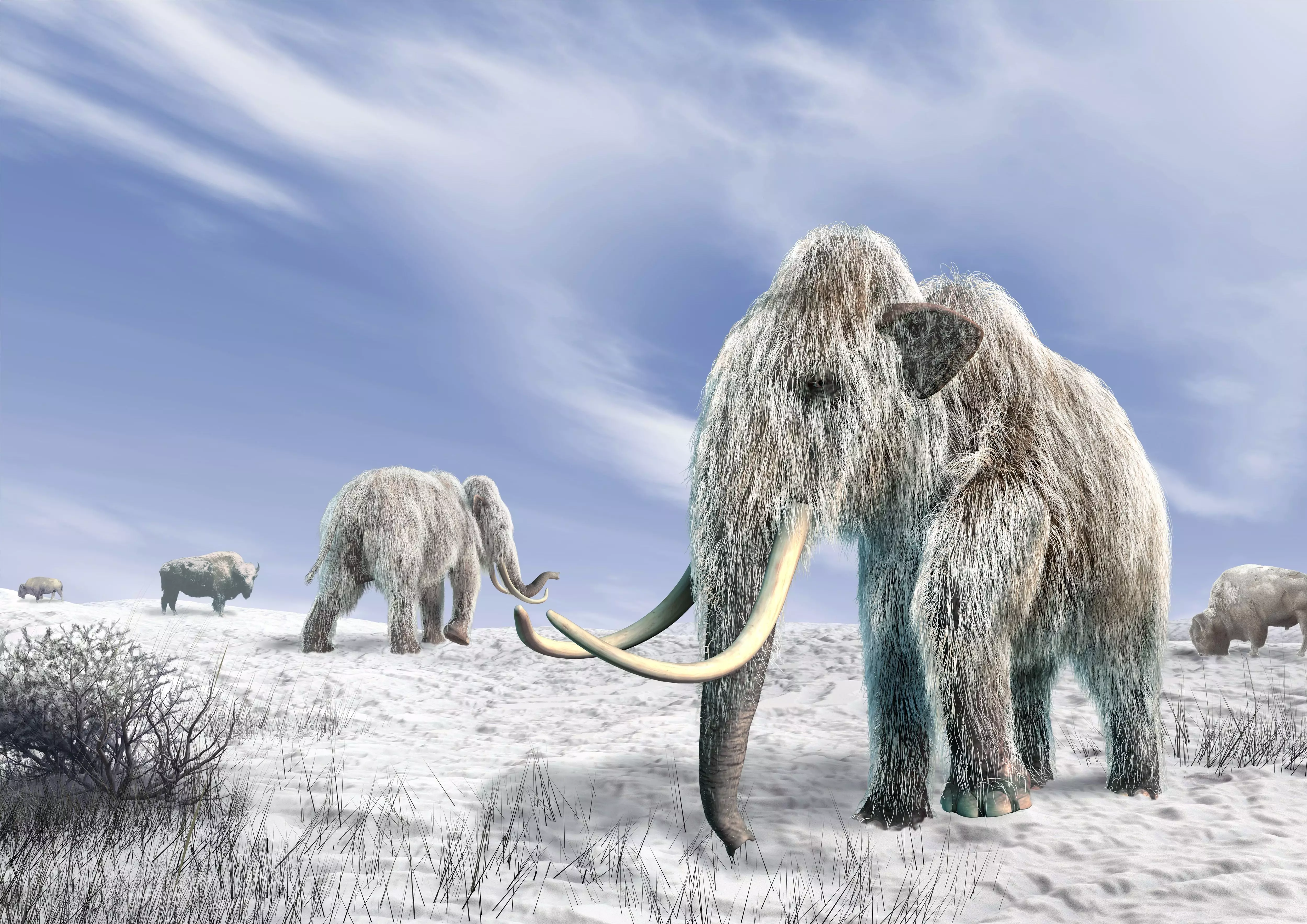 Mammoths Woolly, berhemên hunerî