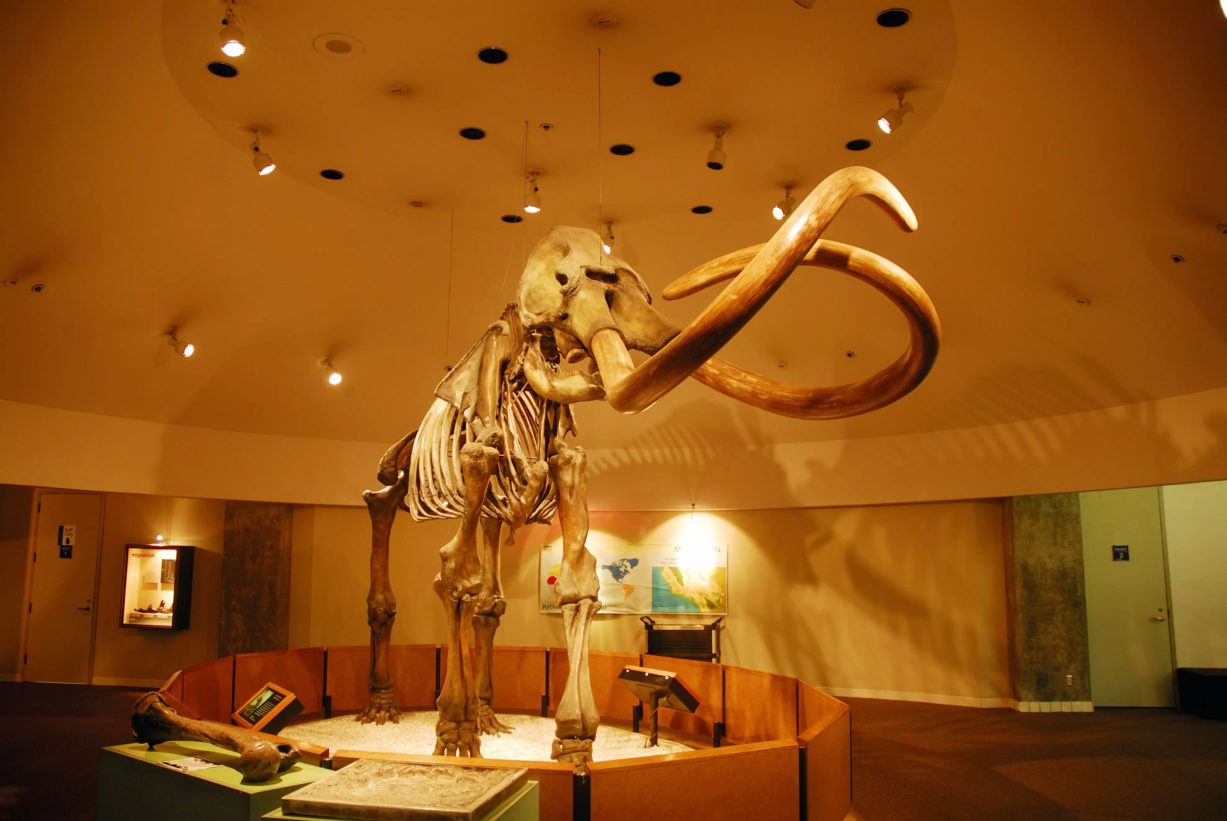 Mastodon skeleton, George C Page Museum sa La Brea Tar Pits.