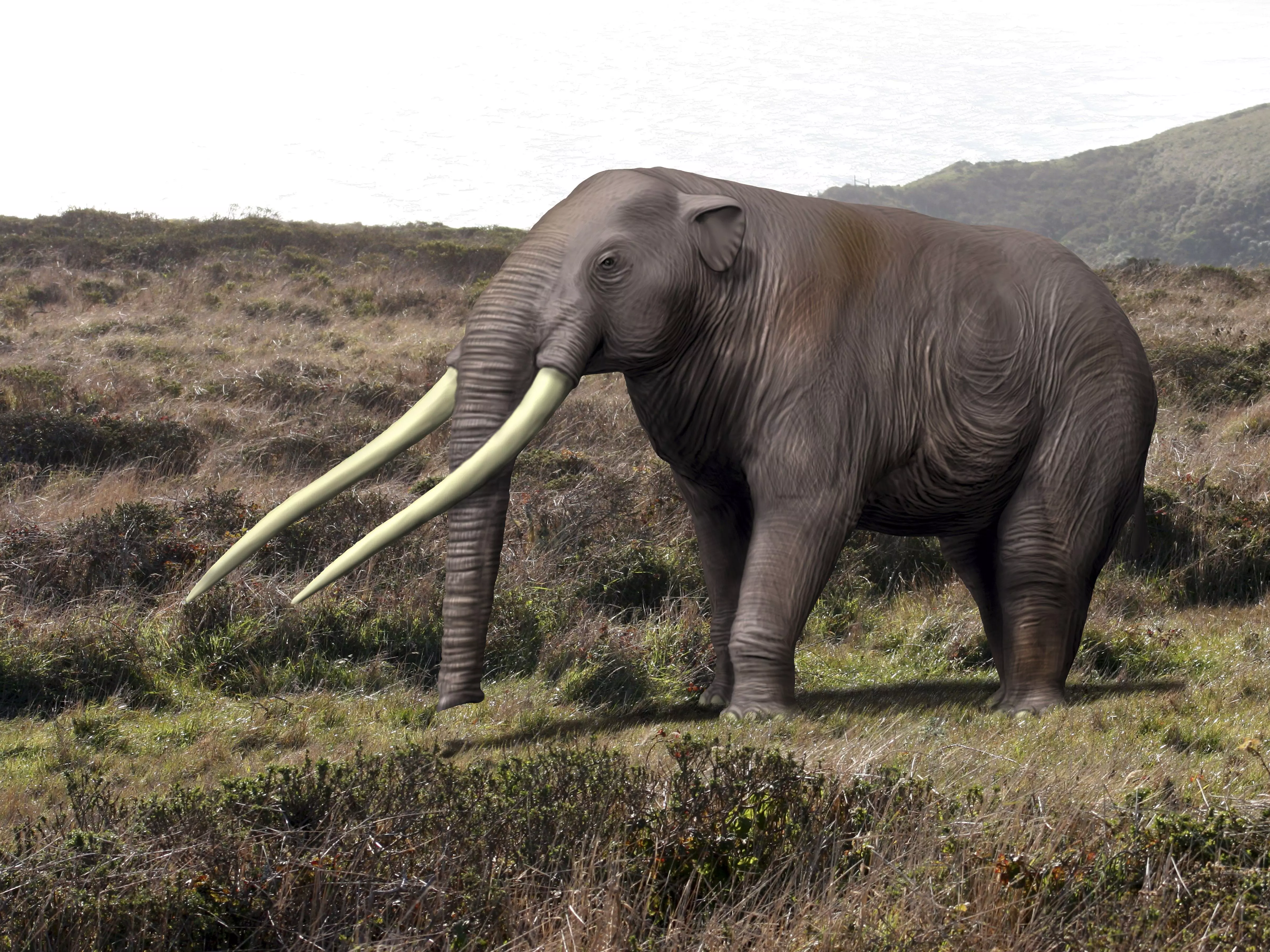 Anancus arvernensis, Proboscidea, Pleistocene epoch of Europe.