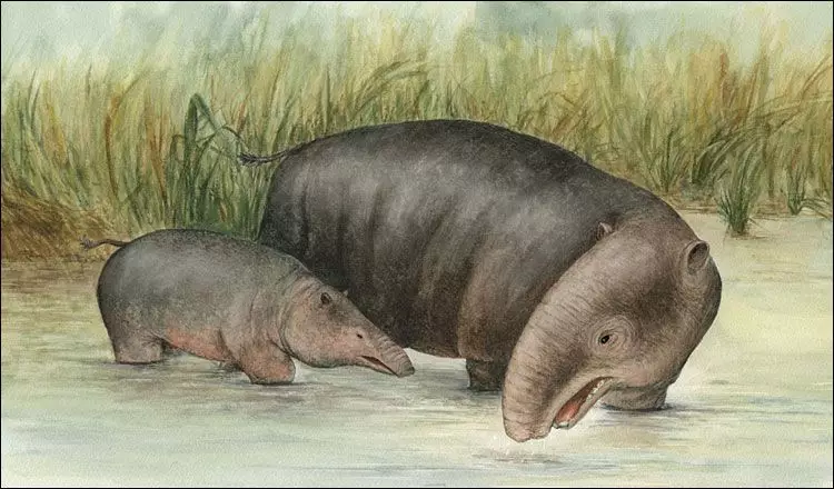 Barytherium