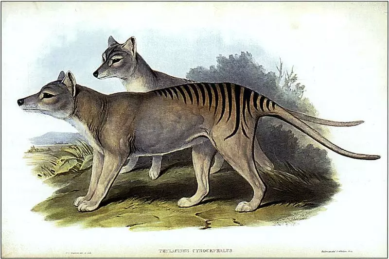 tasmanijos tigras