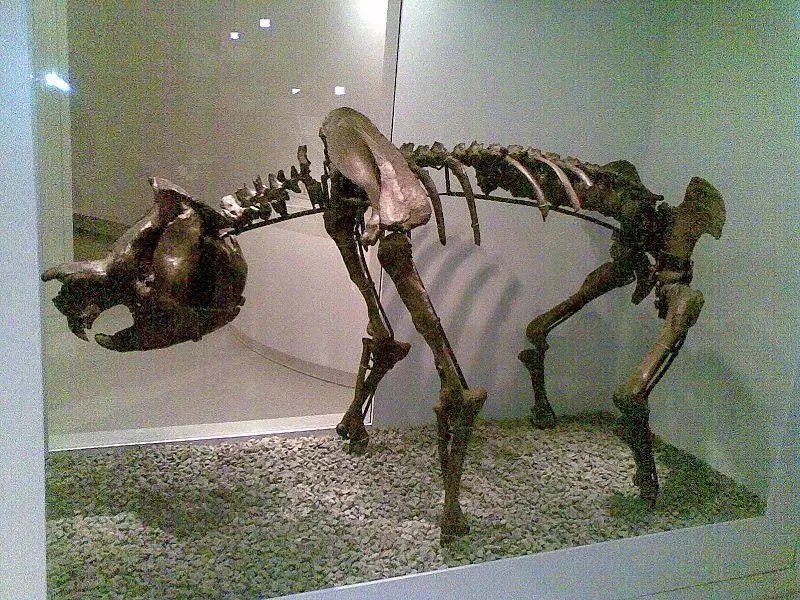 zygomaturus