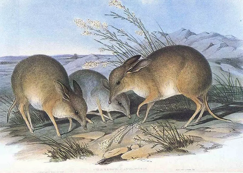 pig-footed bandicoot