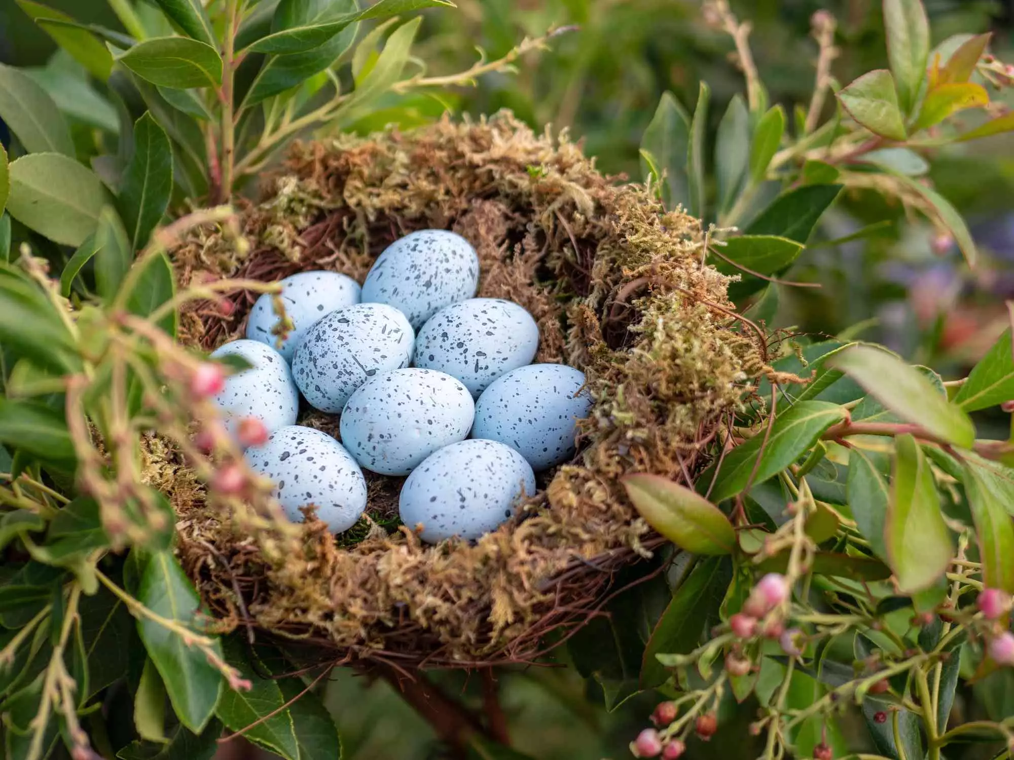 Hniezdo z vajec Blue Jay