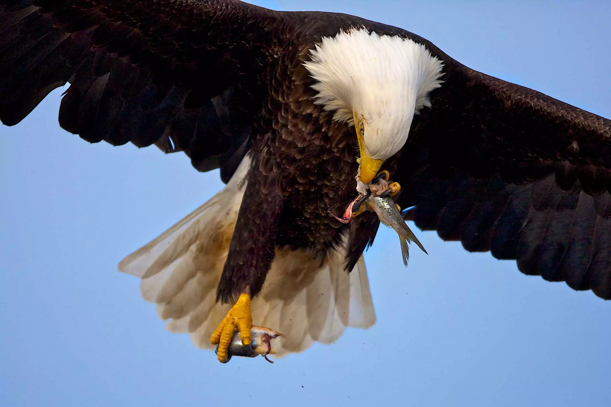 Aquila calva (Haliaeetus leucocephalus) volare e mangiare pesce, Homer, Alaska, Stati Uniti