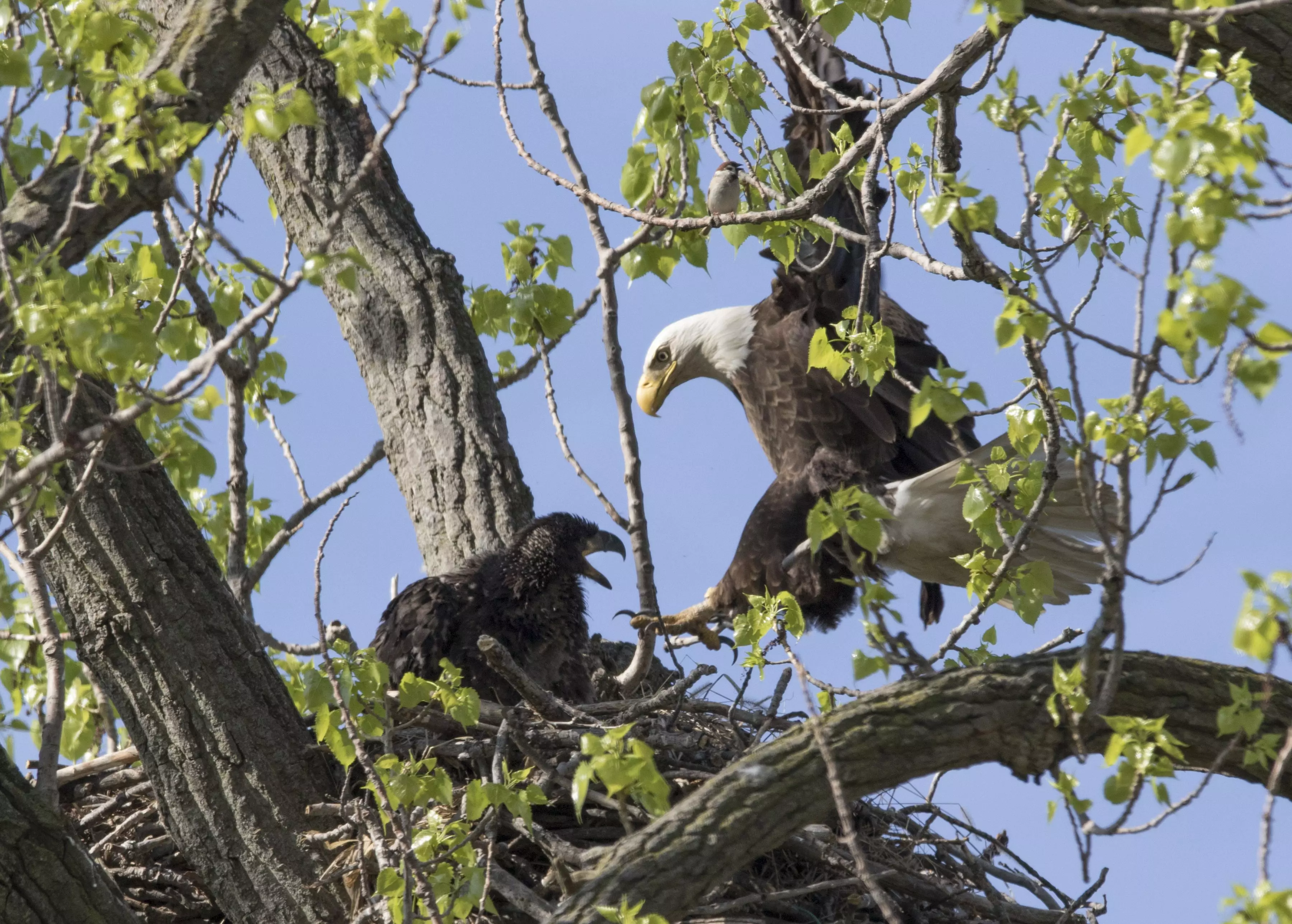 Madre aquila calva tornando al cucciolo di aquilotto nel nido