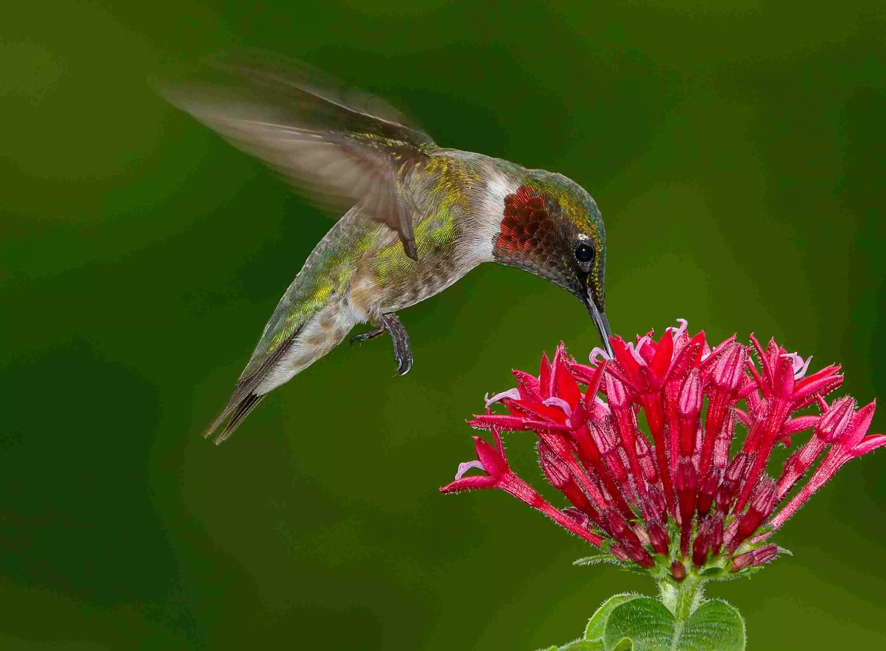 ນົກ Hummingbird ຄໍ Ruby-throat ຢູ່ໃນຖ້ຽວບິນ ແລະ ດື່ມຈາກຊໍ່ດອກນ້ອຍສີແດງ ຕໍ່ກັບພື້ນສີຂຽວ