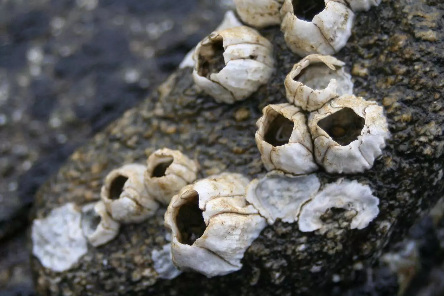 Acorn Barnacle skeljar