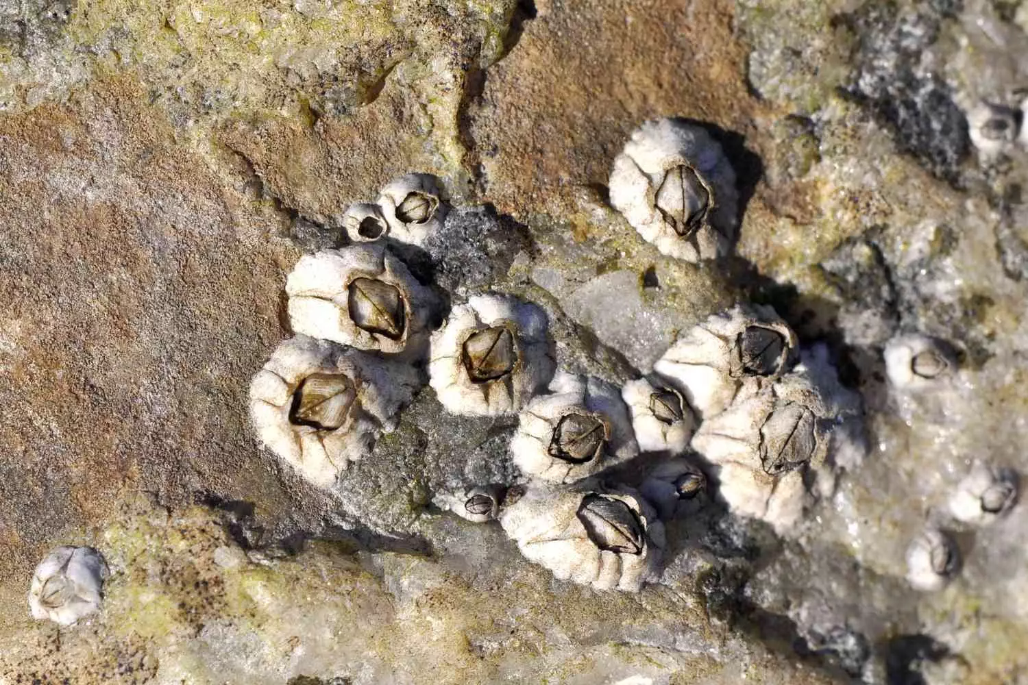 Barnacles