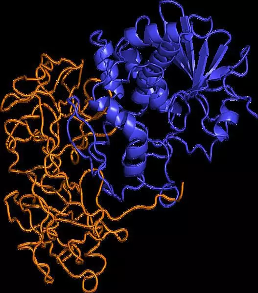 Ricin yog tsim los ntawm ob txoj hlua protein txuas los ntawm daim ntawv cog lus disulfide.