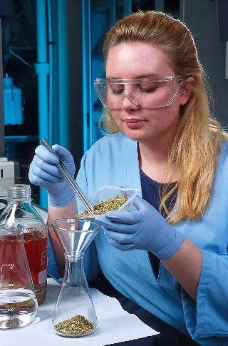 Cornell Student Taran Sirvent förbereder torkad johannesört för kemisk analys.