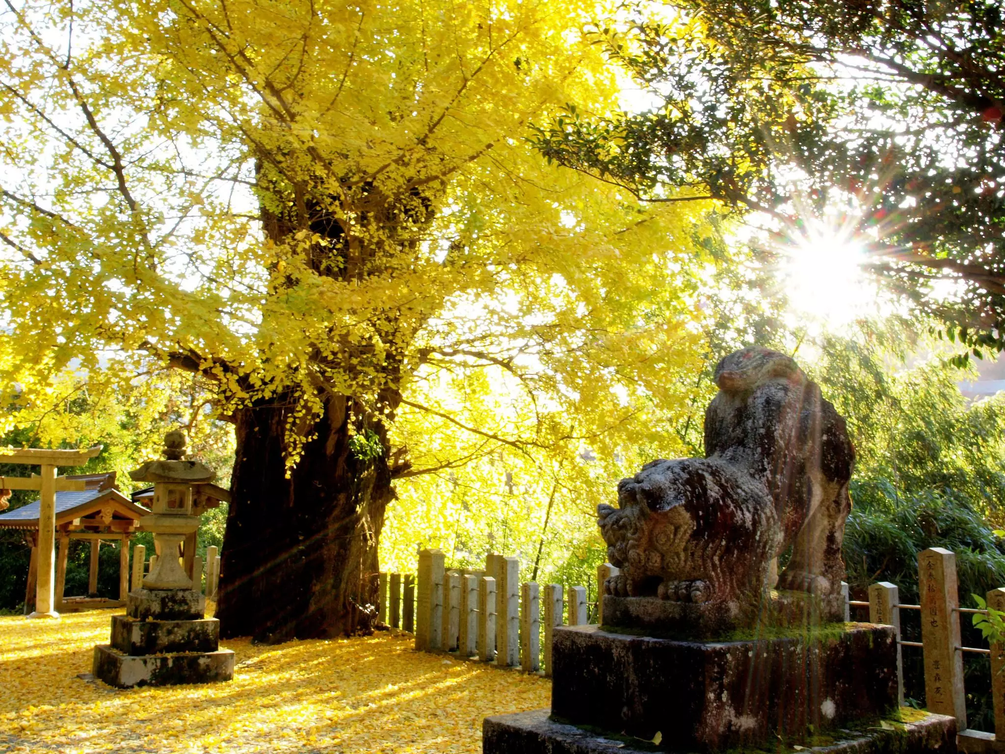 pohon ginkgo tua diperkirakan berumur 800 tahun