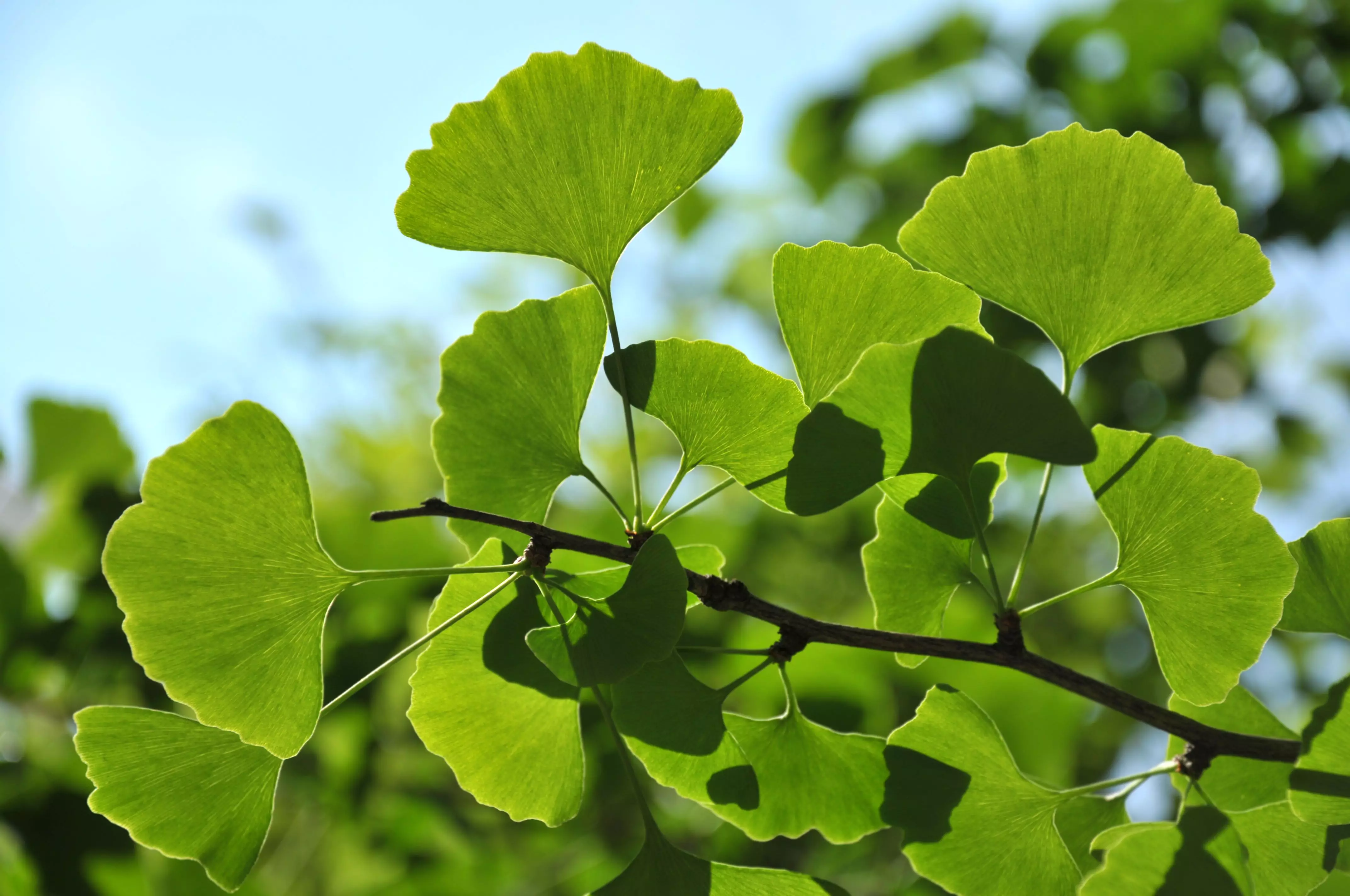 ginkgo biloba bladeren