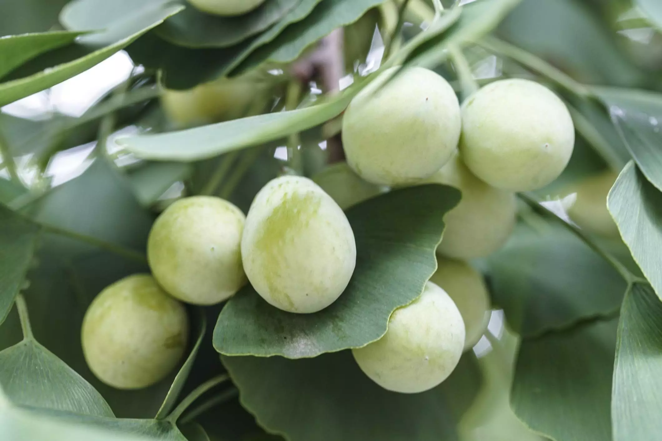 fruit de ginkgo sur l'arbre