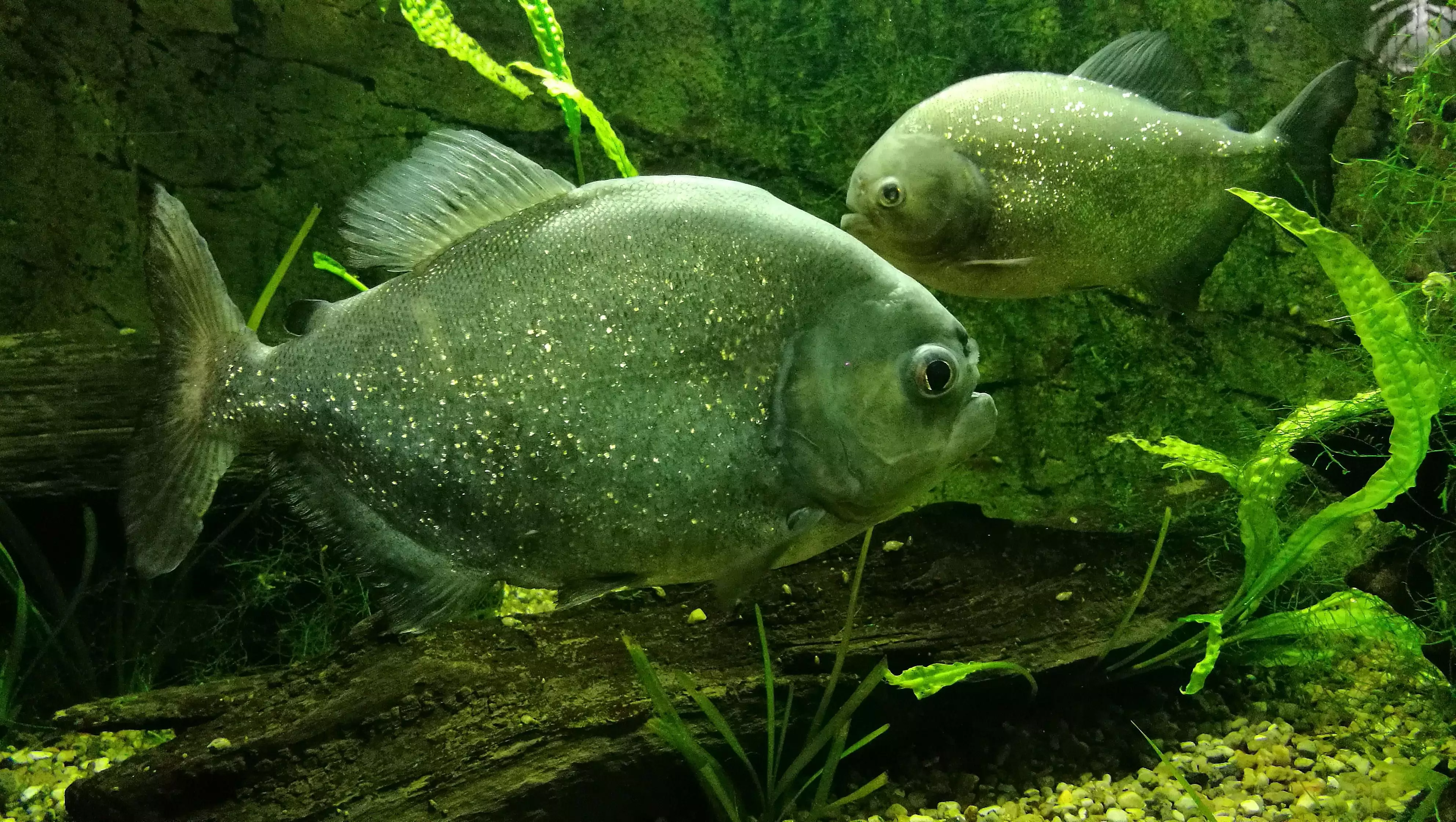 Piranhas