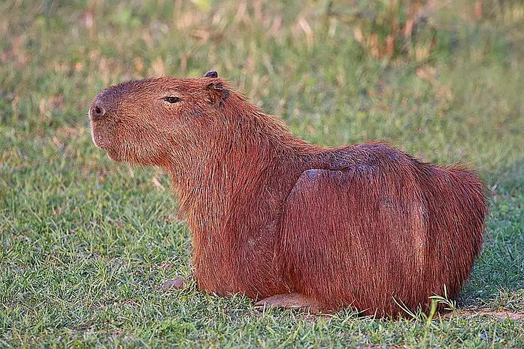 Capybara