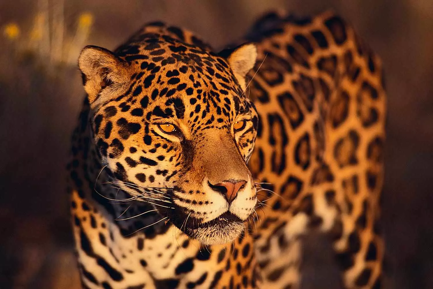 Jaguar