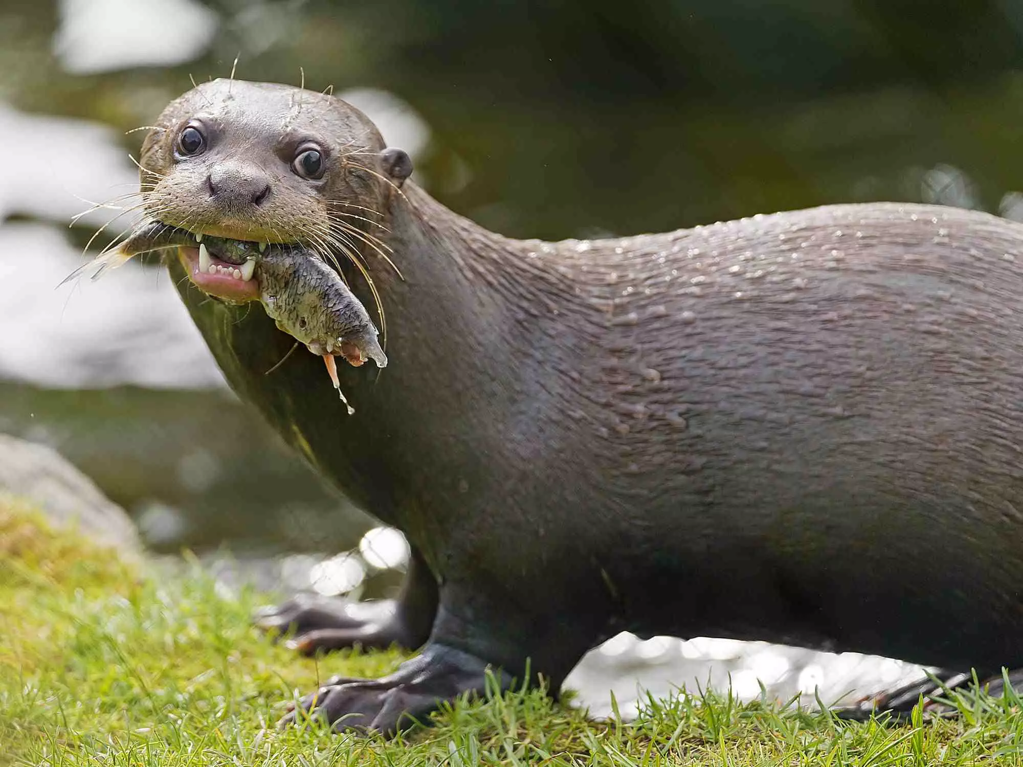 Giant Otter