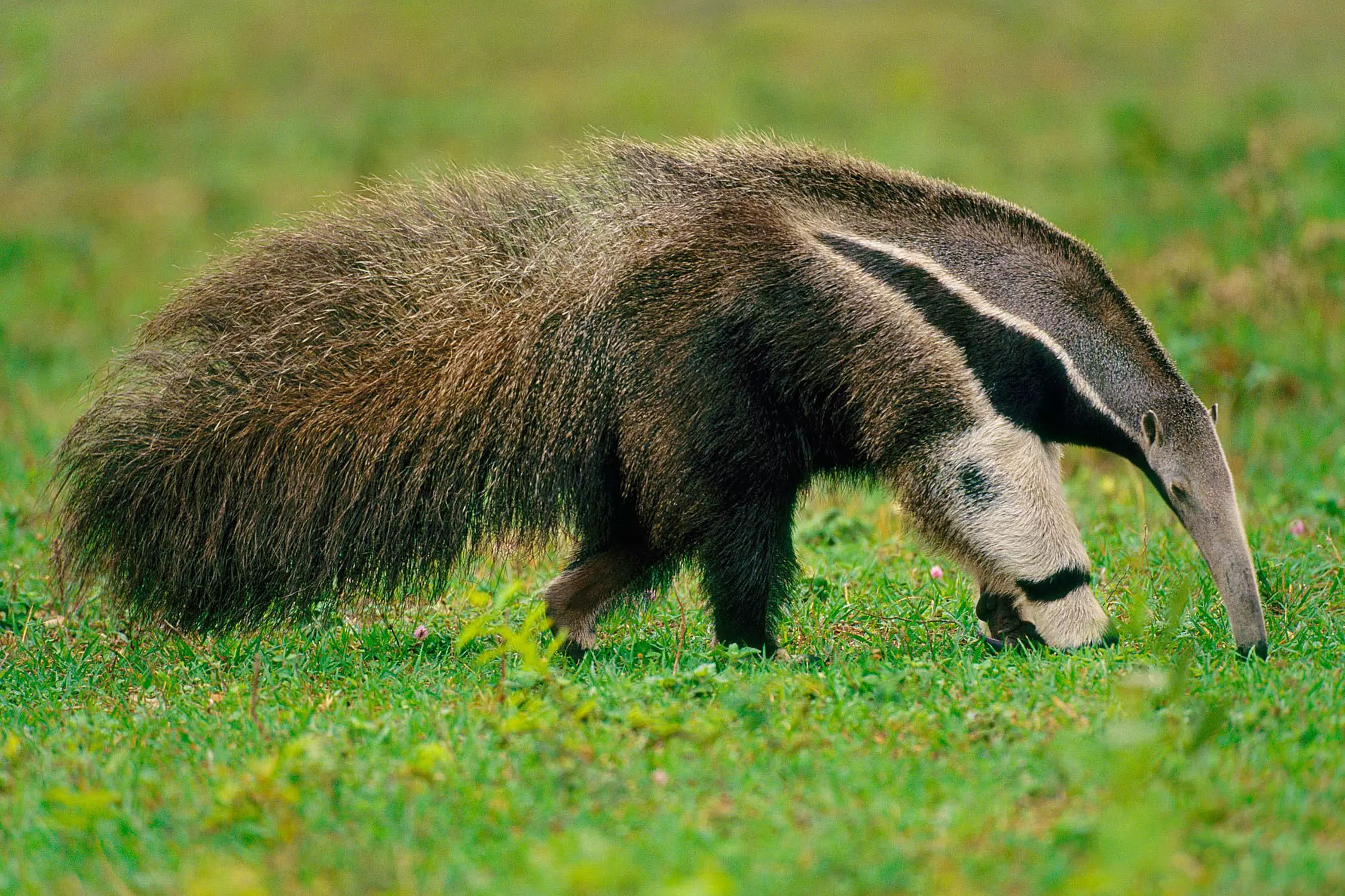 Giant Anteater