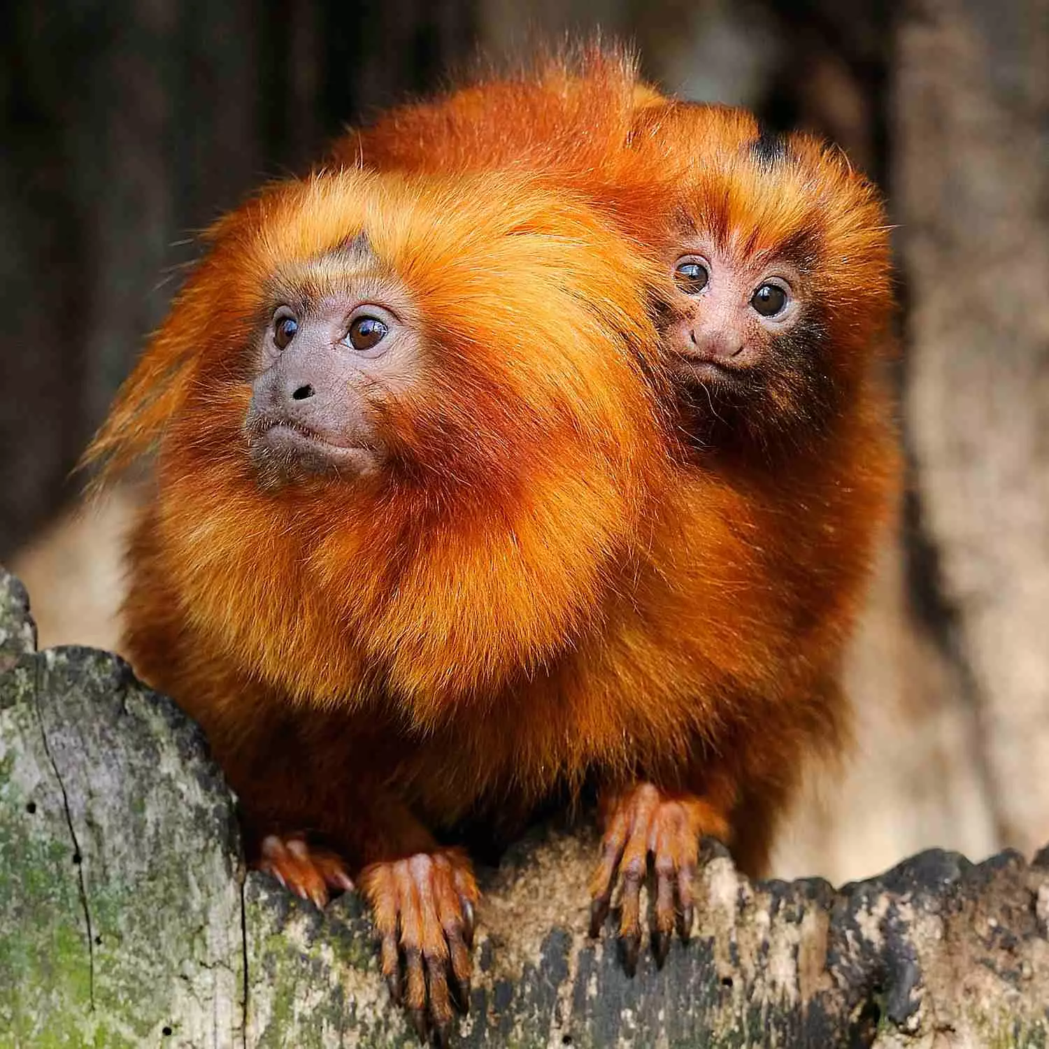 Golden Lion Tamarin