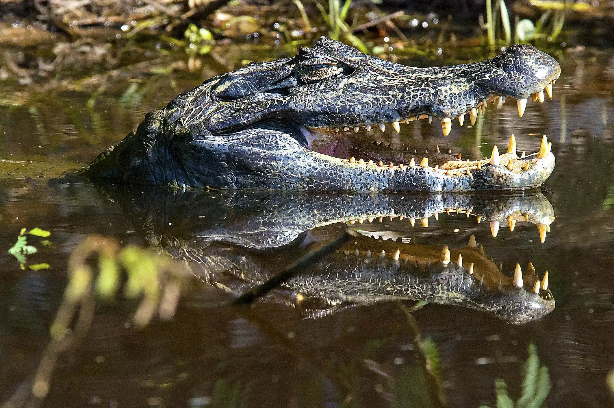 ខ្មៅ Caiman