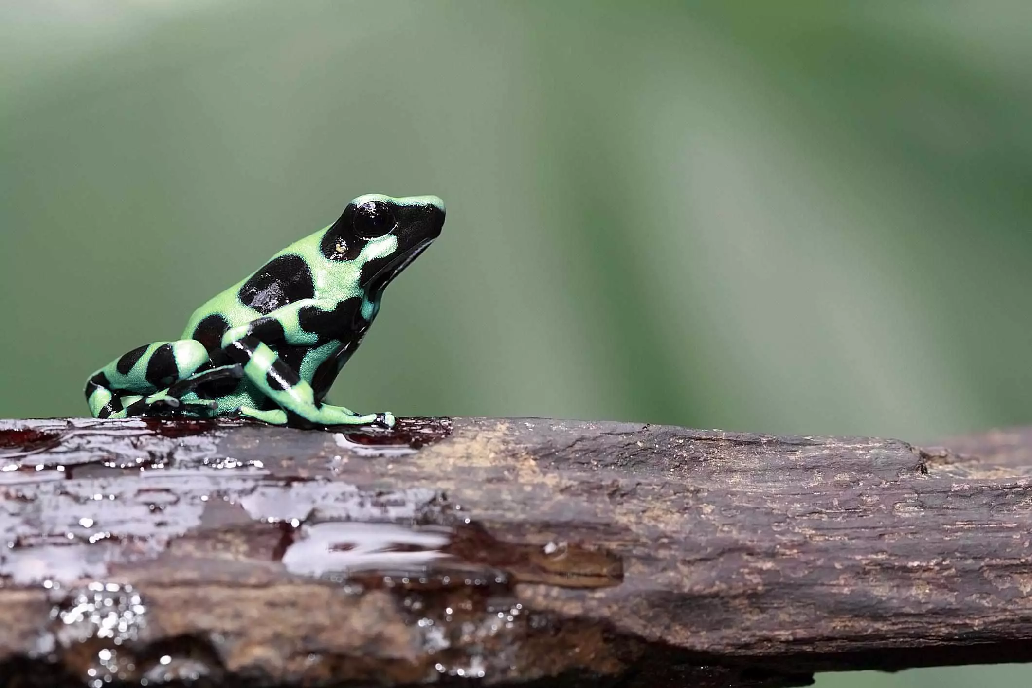 Poison Dart Frog