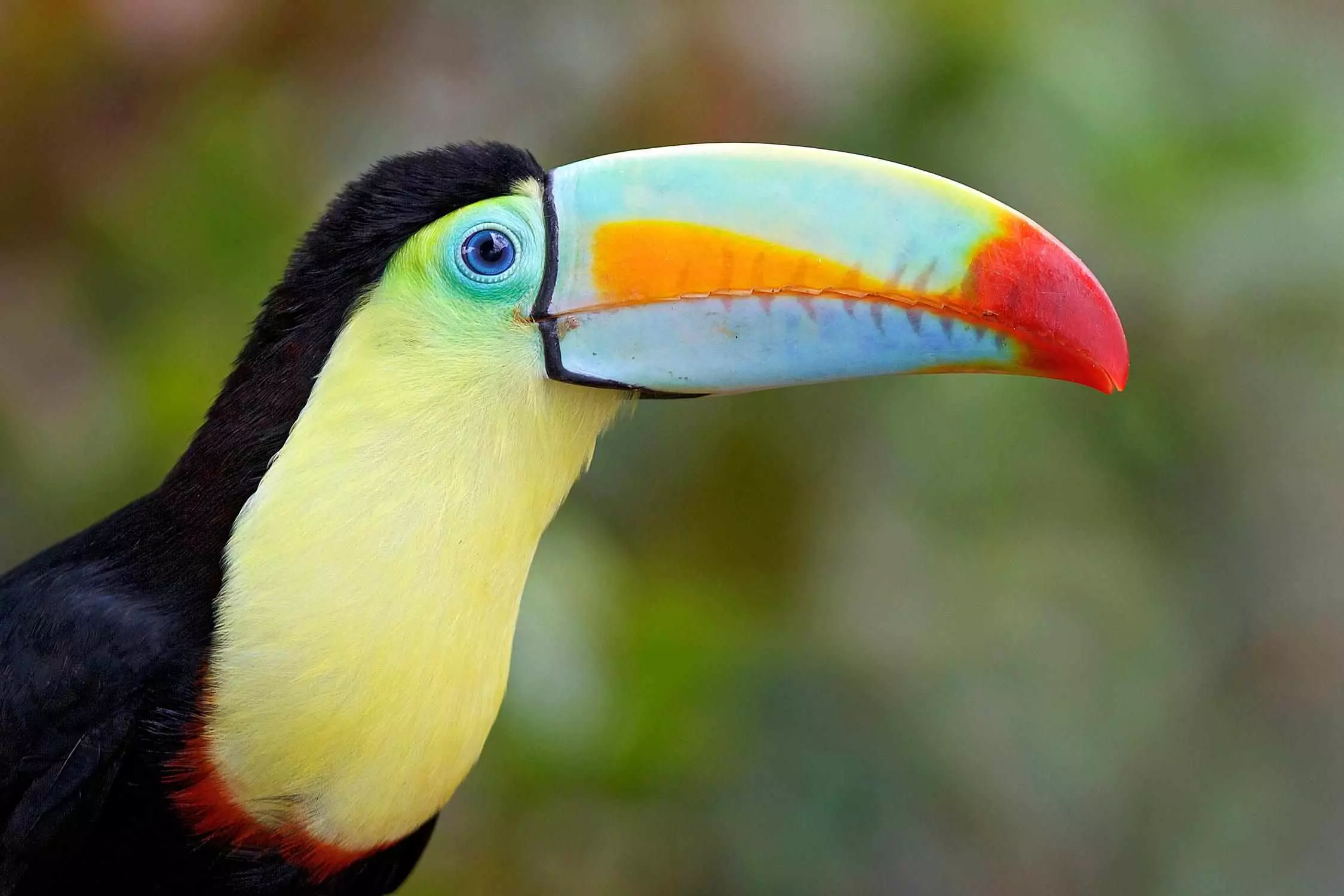 Toucan s kobilicama