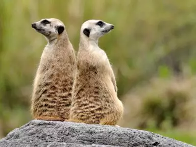 પાછળ પાછળ Meerkats