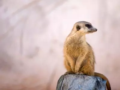 Meerkat portrait