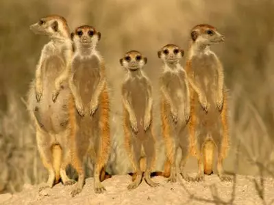 Gói Meerkat