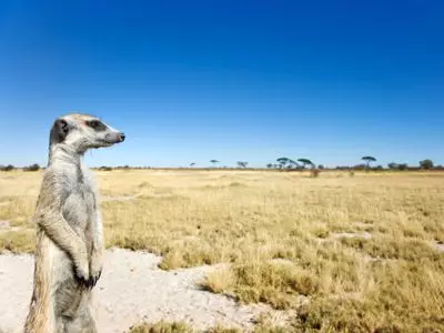 meerkat બહાર જોઈ