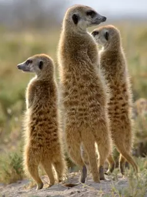 Meerkat trio