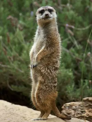 Meerkat đang chú ý