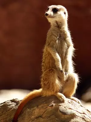 Meerkat fiirin