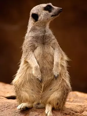 বসা meerkat