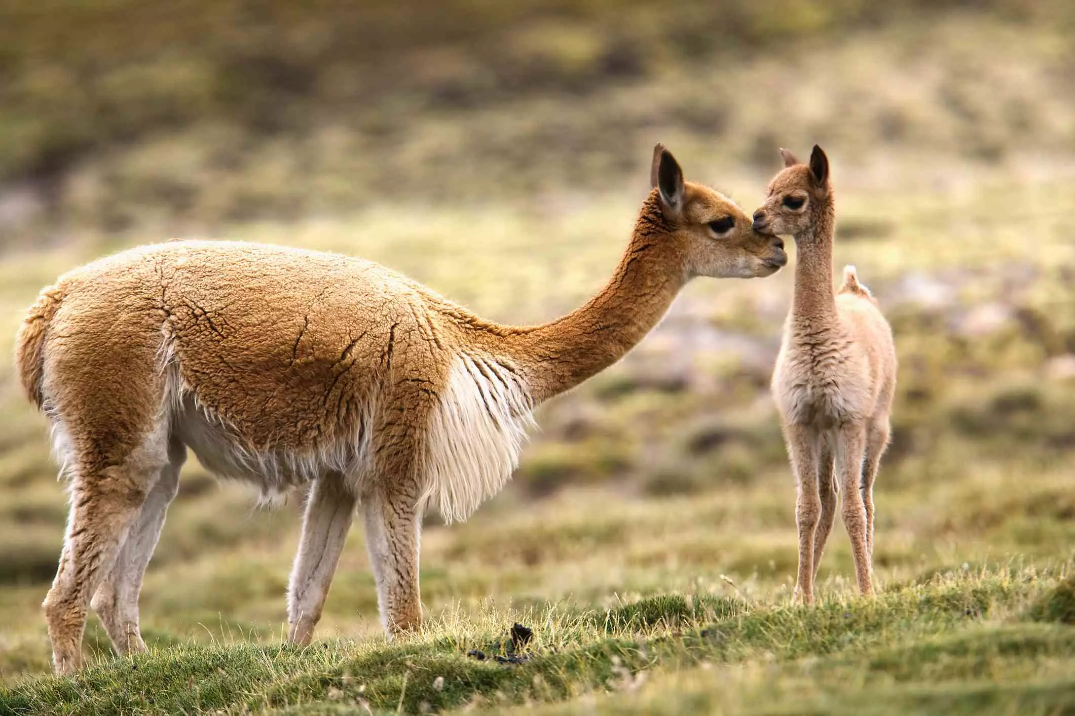 Guanaco සහ chulengo