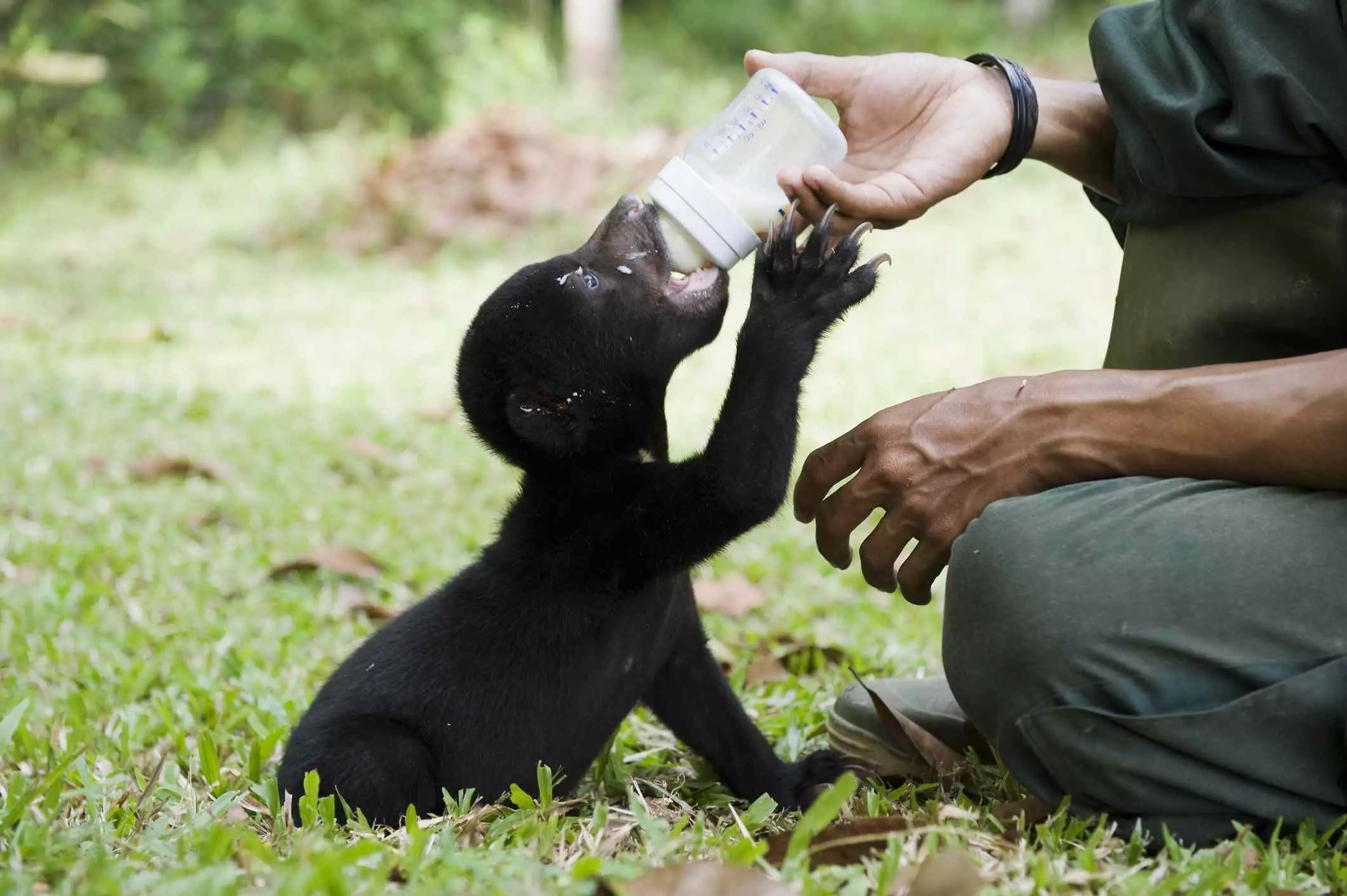 Sun bear cub ag ól as buidéal