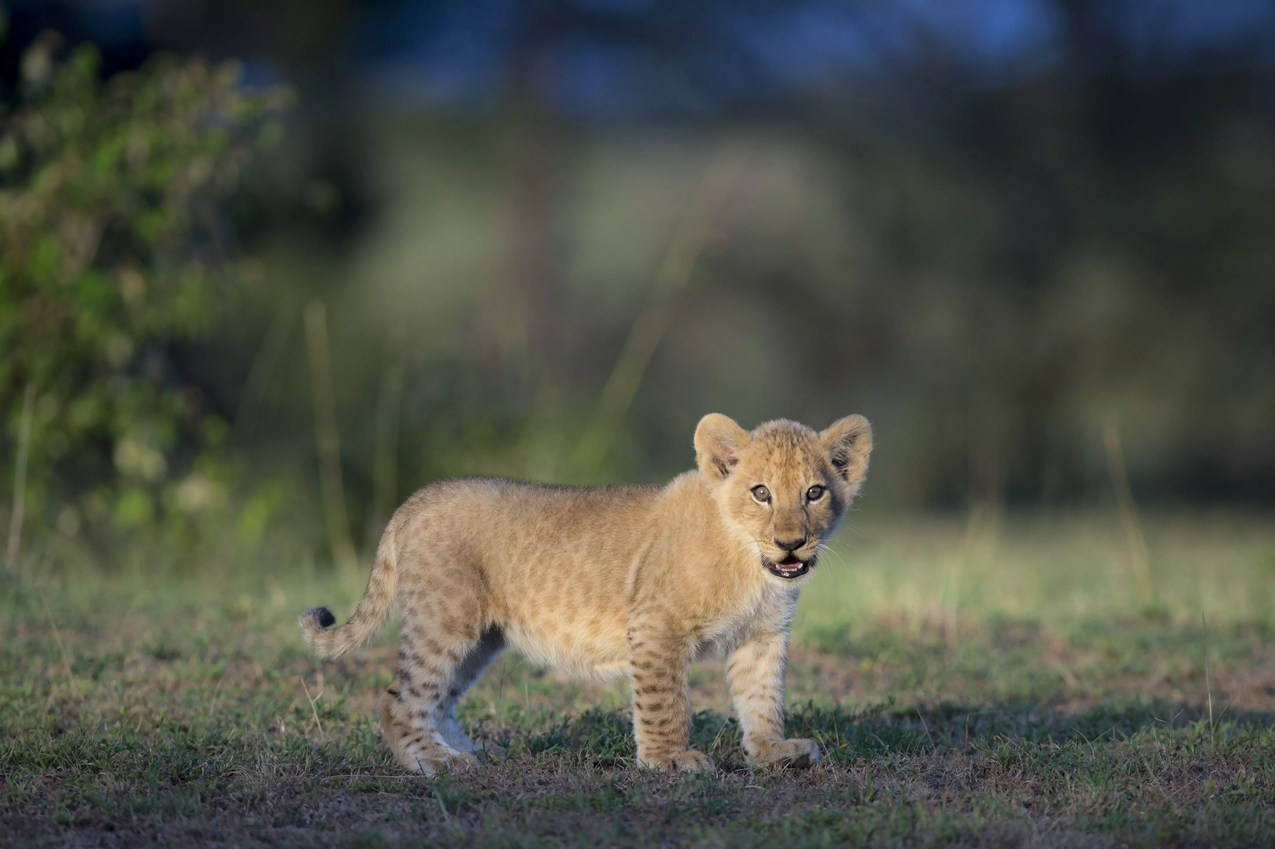 Löwenbabys werden gesichtet.