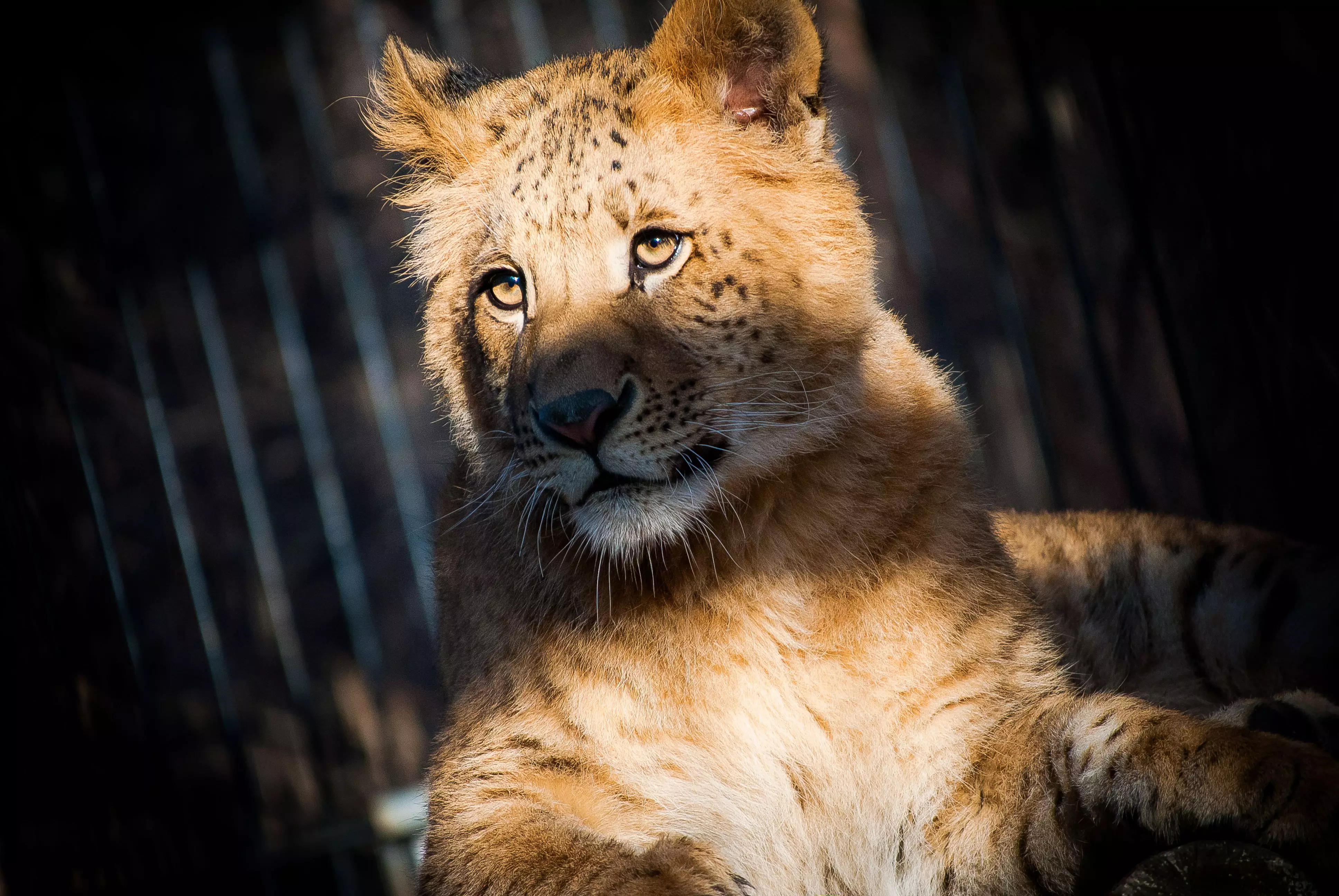 Liger (Panthera Leo Panthera Tigris) im Zoo, Sibirien, Russland