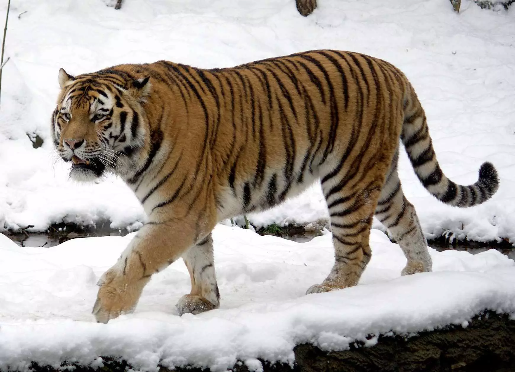 tiger Siberian