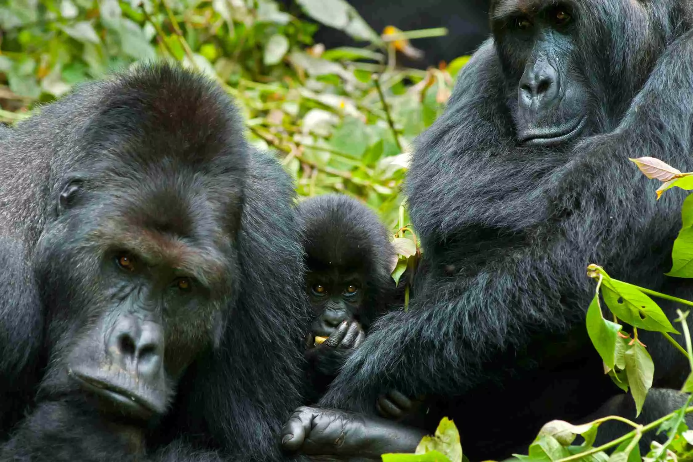 østlige lavlandsgorilla