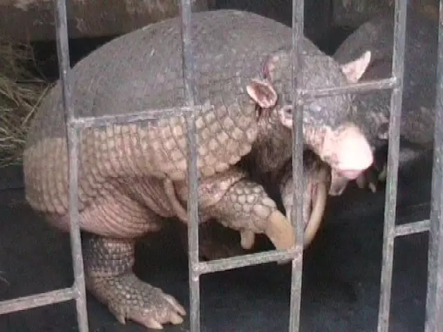 jättiläinen armadillo