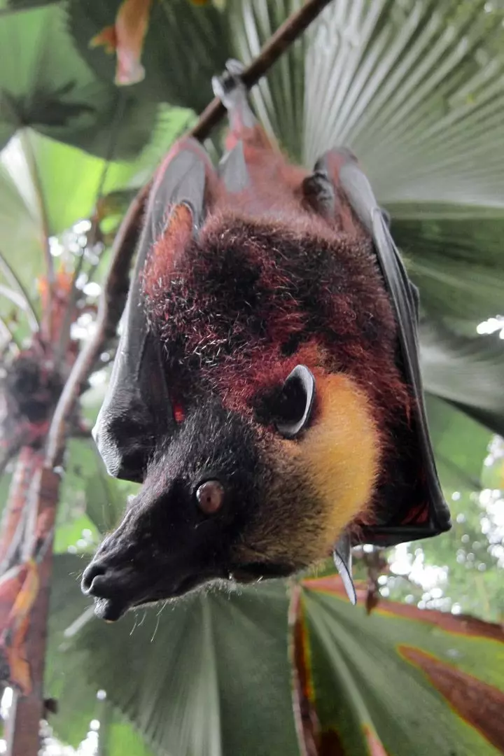 murciélago de la fruta de capa dorada