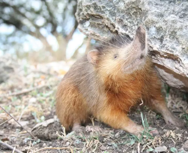 hispaniola solenodon